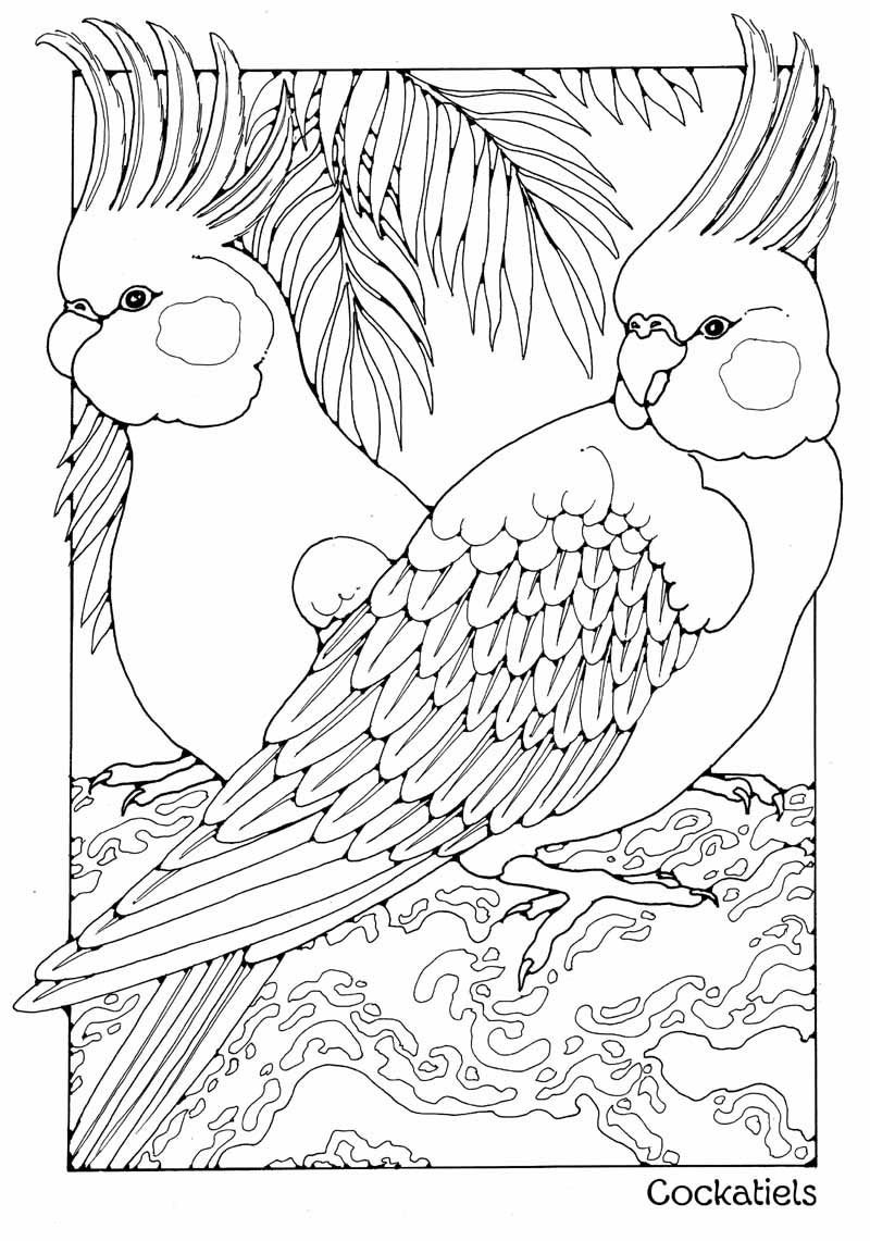 A Colouring Book of Parrots, 42 Different Pages to Download - Etsy