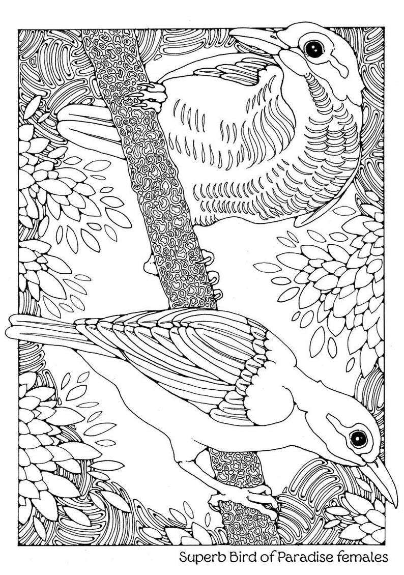 A Colouring Book of Birds in US Letter Format, 42 Different Pages to ...