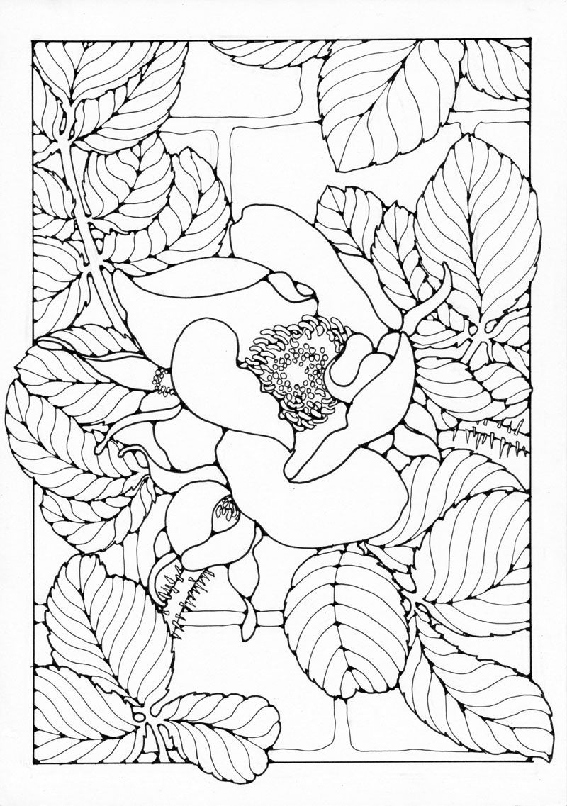 A Colouring Book of 42 Roses to Download and Print Out in US Letter ...