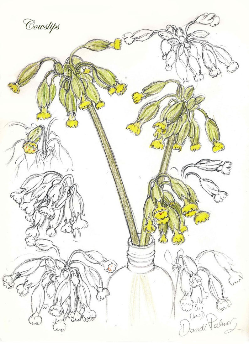 Blackberry, Bladderwort, Bluebell, Broom, Hazel Catkins, Cherry Blossom ...