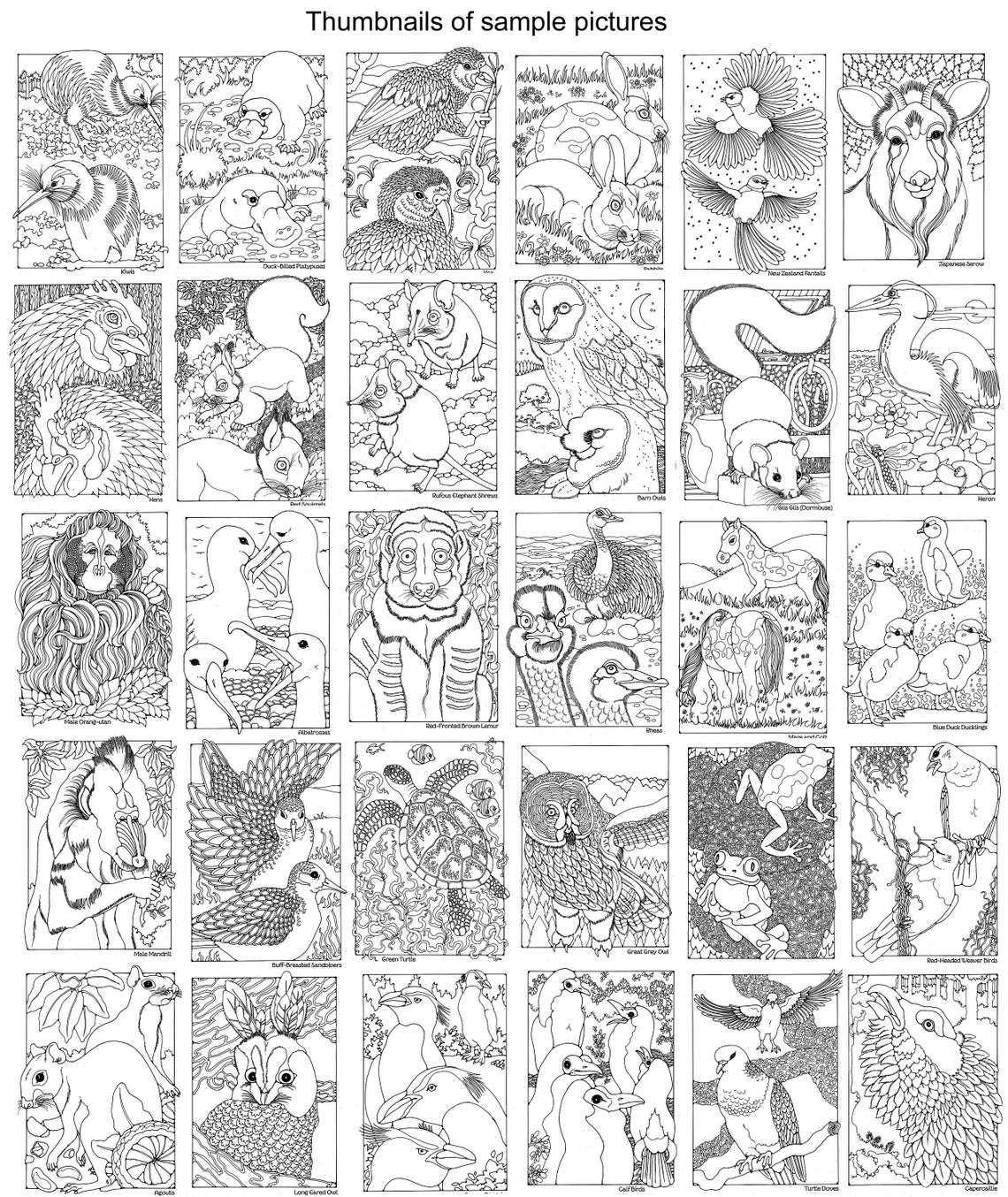 Birds and Animals to Colour in US Letter Format, 42 Different Pages to ...