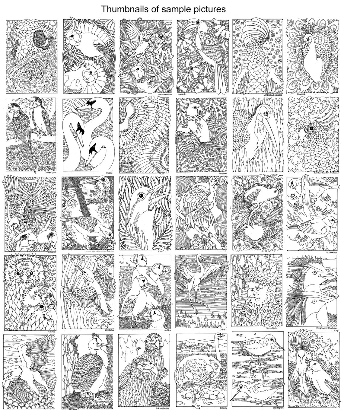A Colouring Book of Birds in US Letter Format, 42 Different Pages to ...