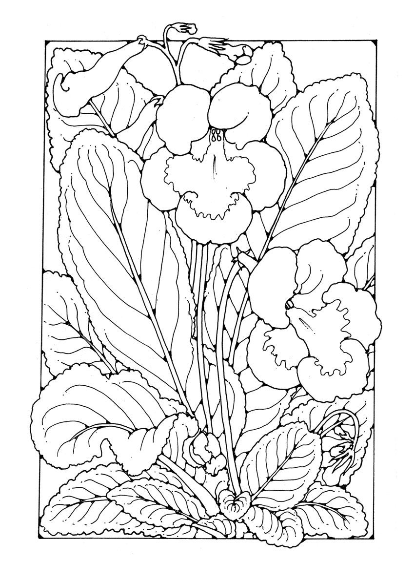 Flowers to Colour In. 62 Different Pages to Download and Print Out. - Etsy