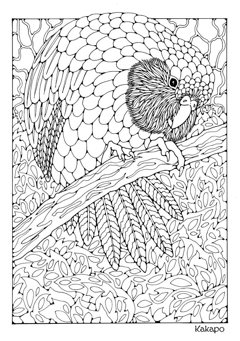 A Colouring Book of Birds in US Letter Format, 42 Different Pages to ...