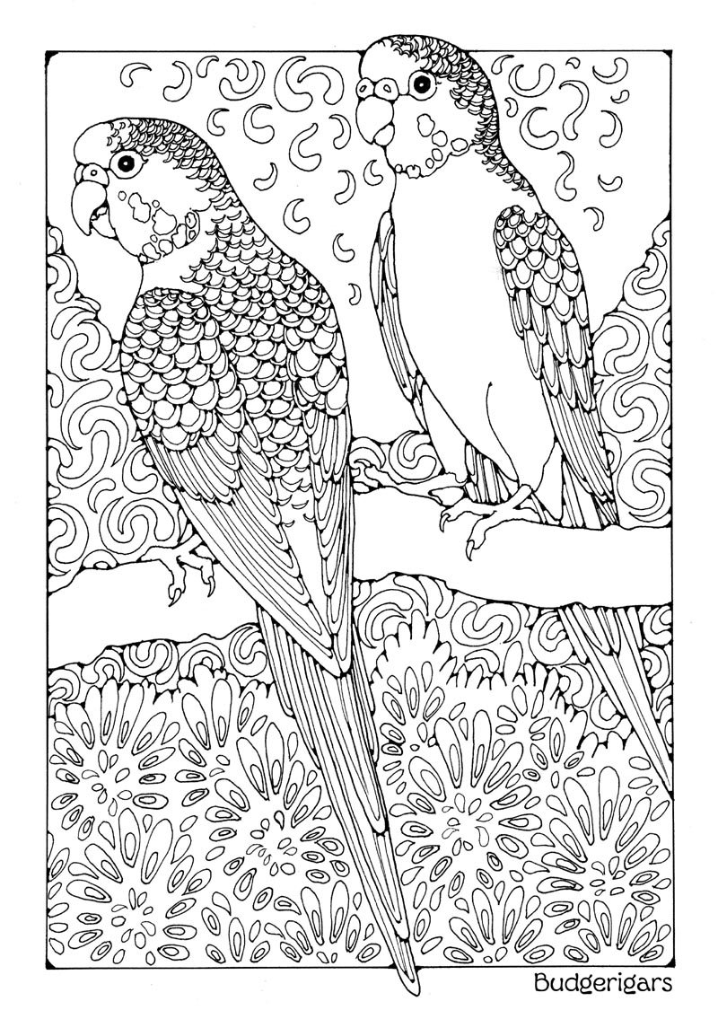 A Colouring Book of Birds in US Letter Format, 42 Different Pages to ...