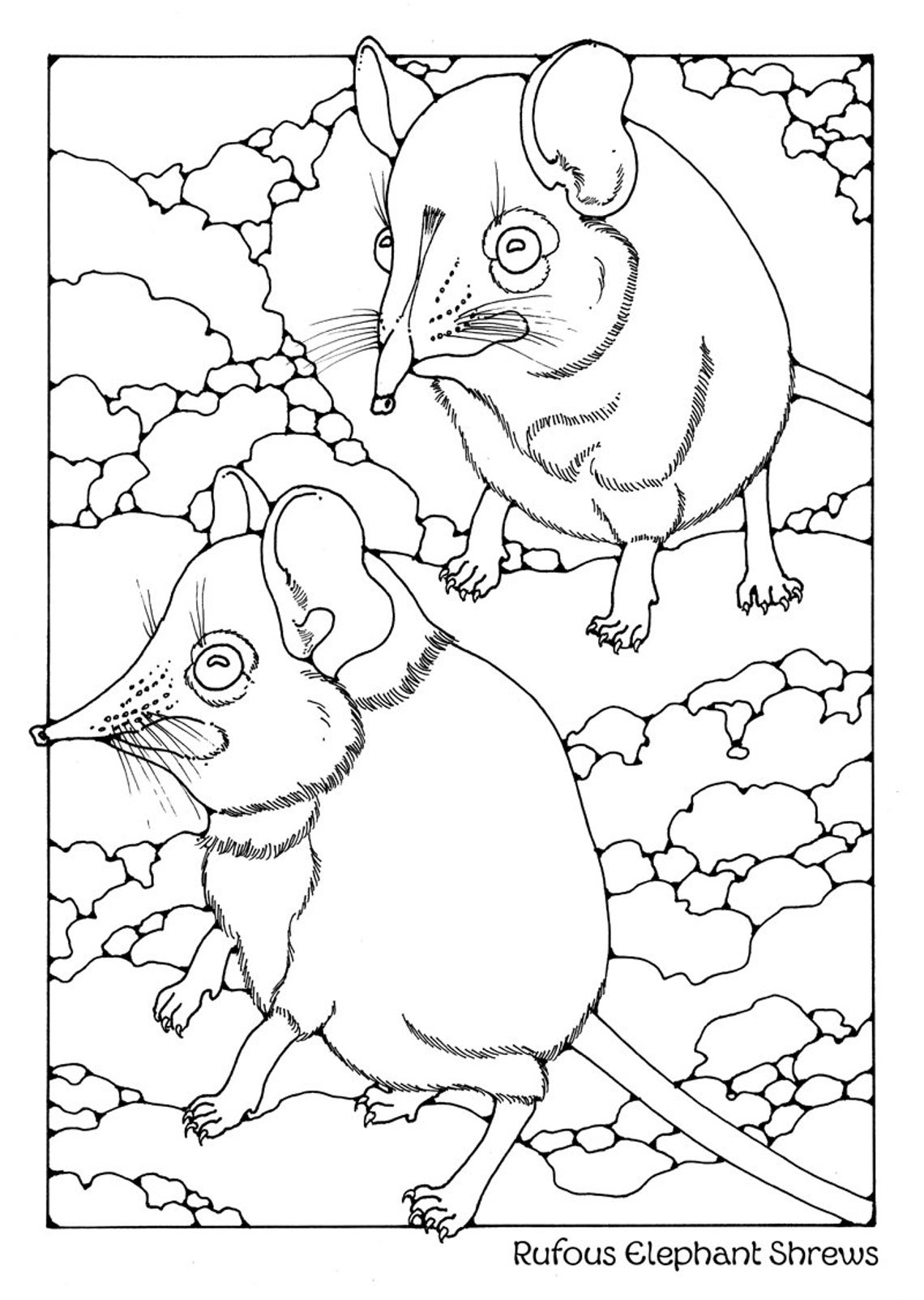 Birds and Animals to Colour in US Letter Format, 42 Different Pages to ...