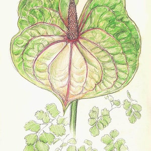 Anthuriums, Antirrhinums, Proteas & Penstemons to Print Out - Etsy