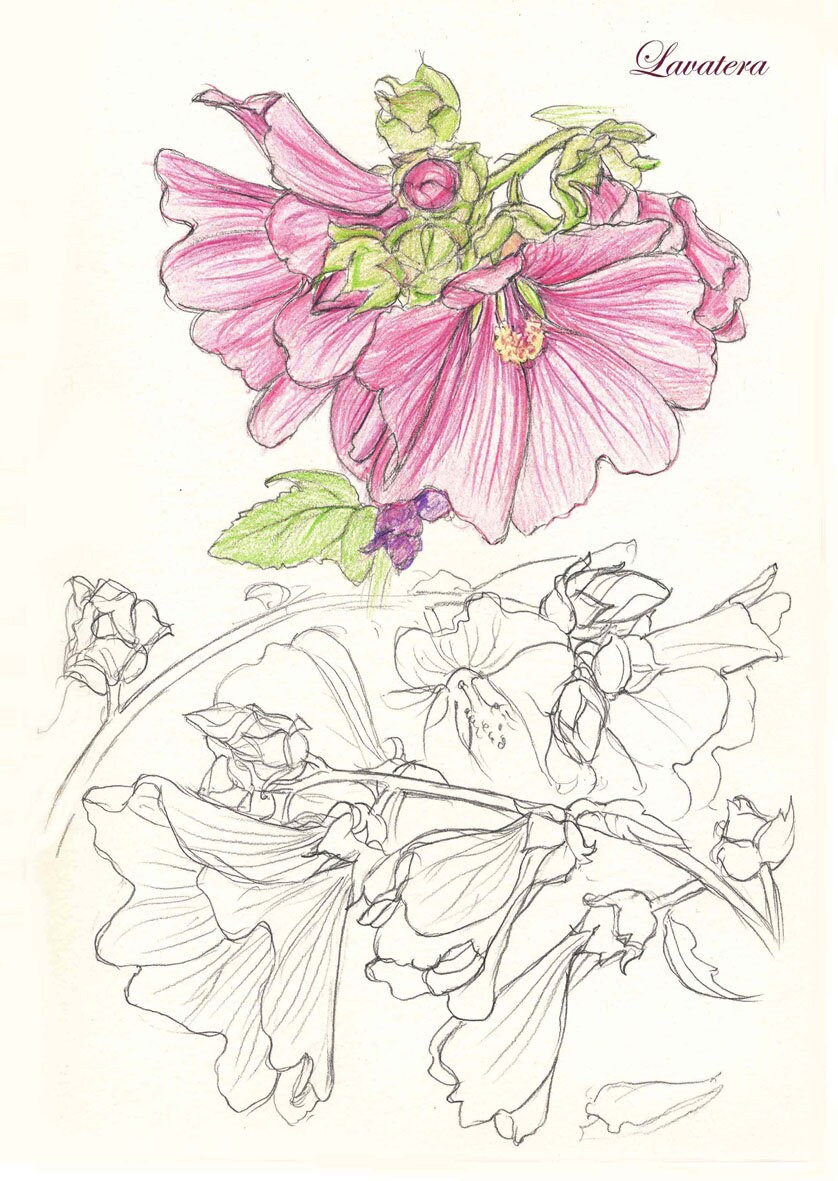 Blackberry, Bladderwort, Bluebell, Broom, Hazel Catkins, Cherry Blossom ...