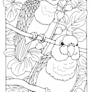A Colouring Book of Parrots, 42 Different Pages to Download - Etsy