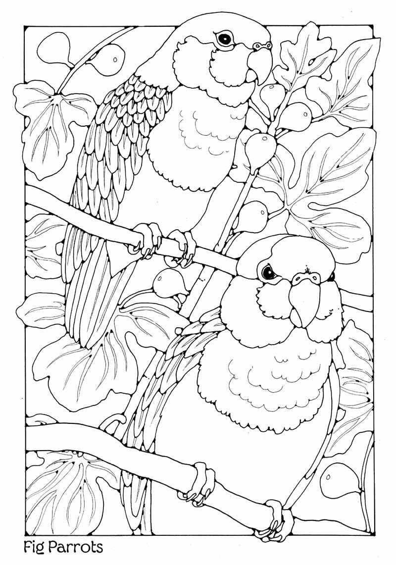 A Colouring Book of Parrots, 42 Different Pages to Download - Etsy