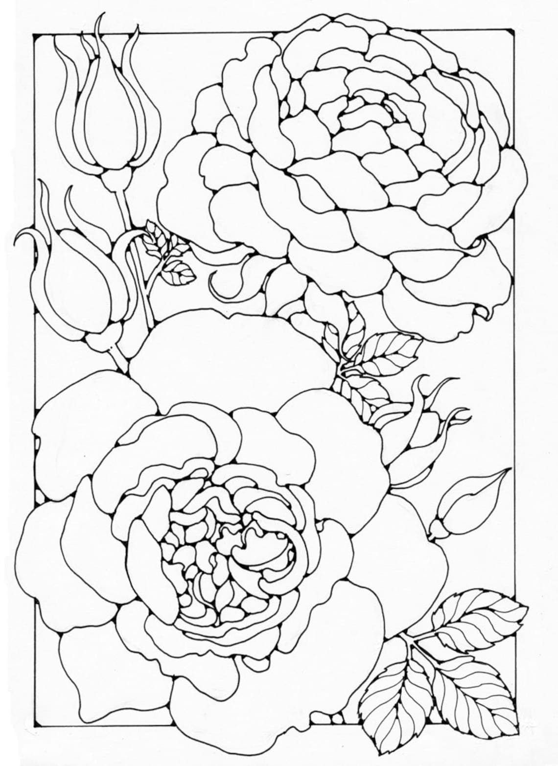 A Colouring Book of 42 Roses to Download and Print Out in US Letter ...