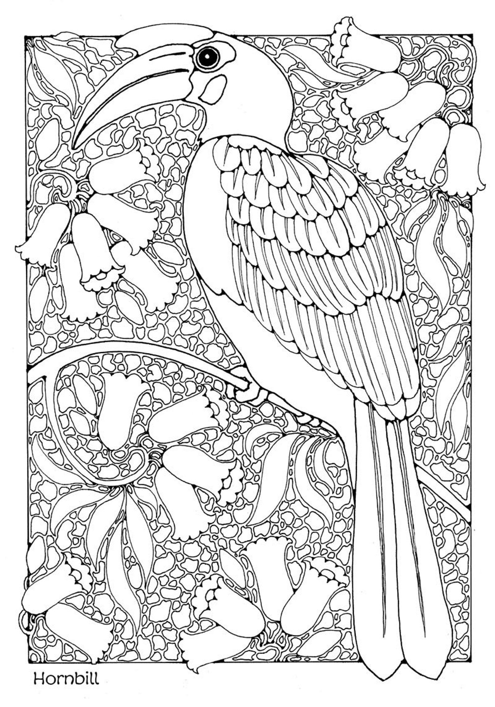 A Colouring Book of Birds in US Letter Format, 42 Different Pages to ...