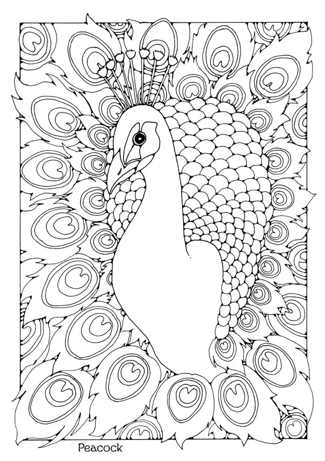 A Colouring Book of Birds in US Letter Format, 42 Different Pages to ...