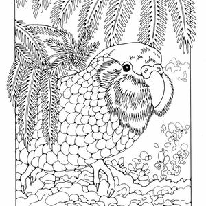 A Colouring Book of Parrots, 42 Different Pages to Download - Etsy
