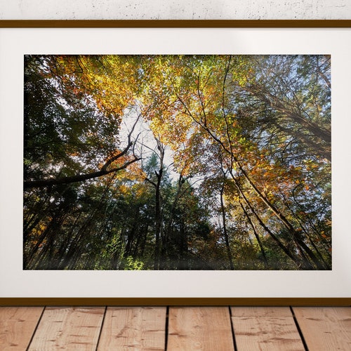 Tree Photography Art Printable Wall Art Nature Photography - Etsy