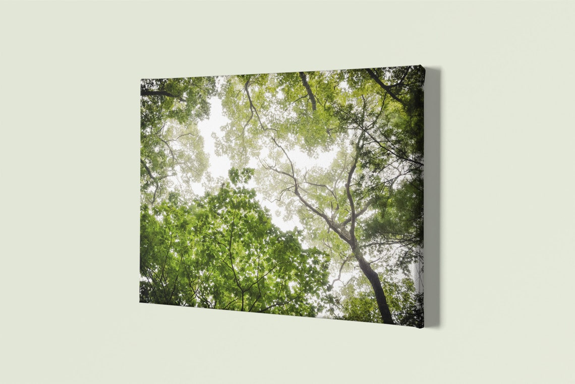 Tree Photography Art Printable Wall Art Nature Photography - Etsy