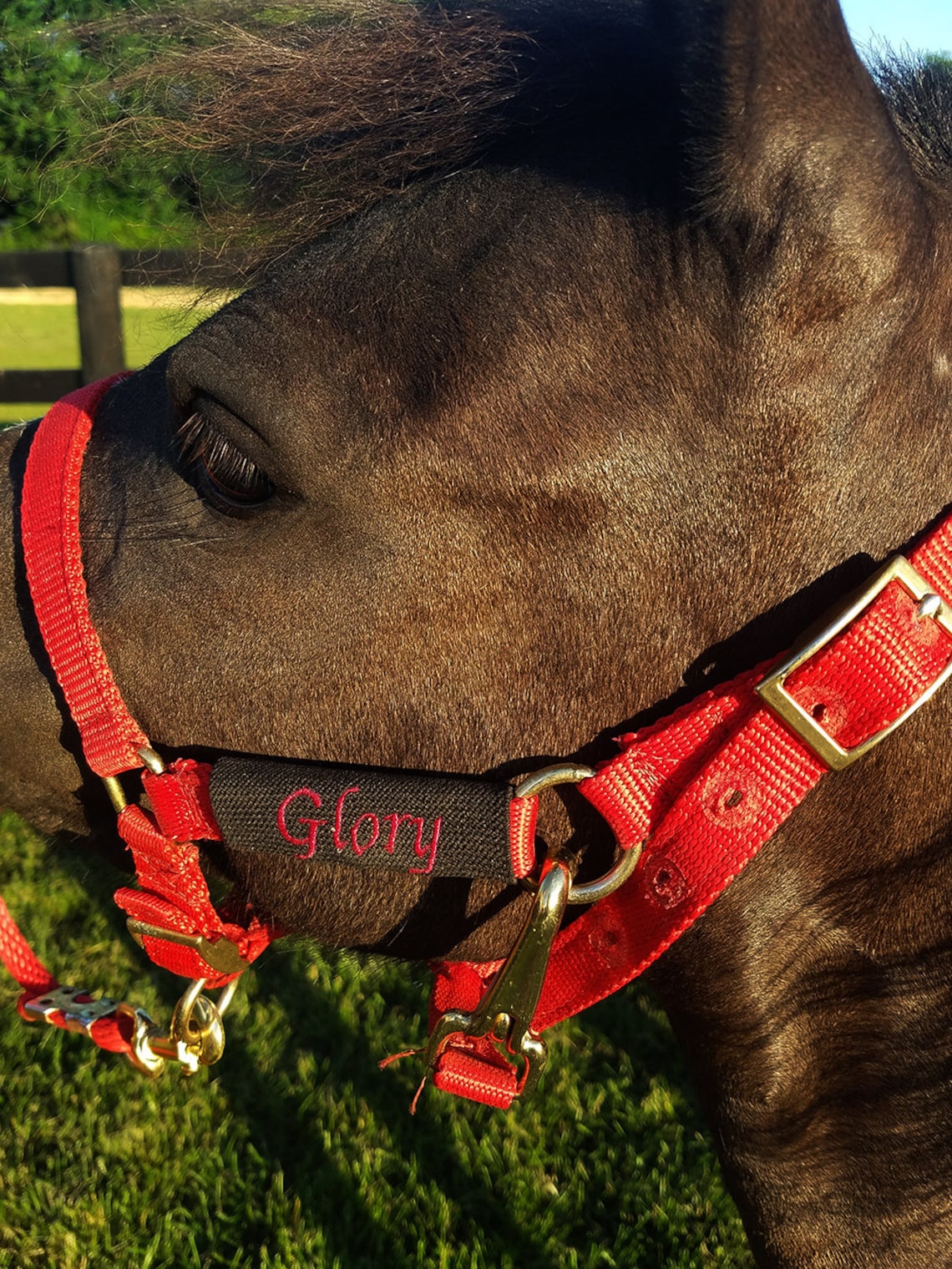 Embroidered Horse Halter Name Tag 1 Line - Etsy