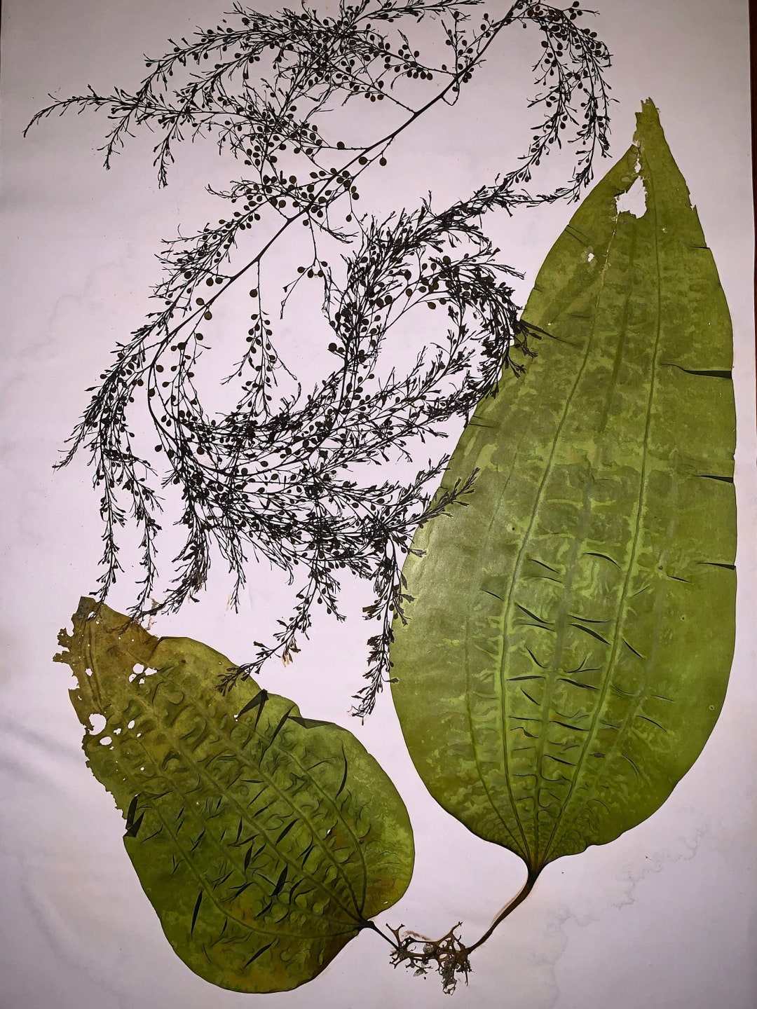 San Juan Algae Press of Saccharina Latissima and Sargassum Sp real ...
