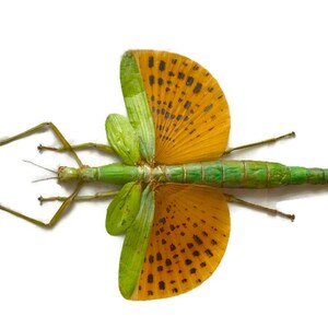 Giant Winged Walking Stick Insect Paracyphocrania major Spread | Etsy