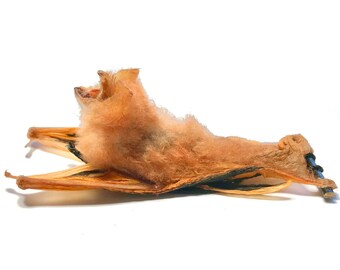 Taxidermy bat | Etsy