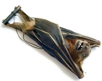 Taxidermy bat | Etsy
