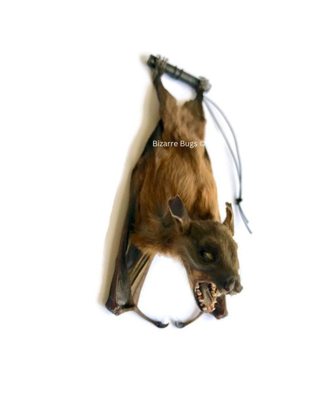 Lesser Short-nosed Fruit Bat Cynopterus Brachyotis Hanging Back Real ...