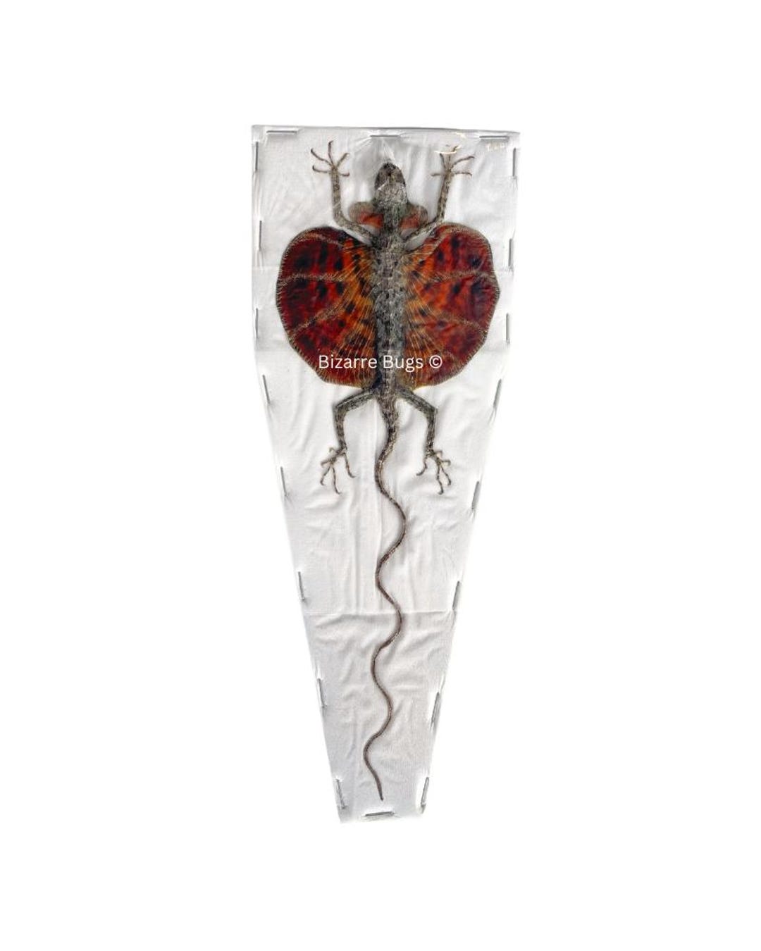 Flying Lizard Draco Haematopogon Red Male Spread Real Preserved ...