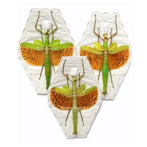 Giant Winged Walking Stick Insect Paracyphocrania Major Spread Female ...