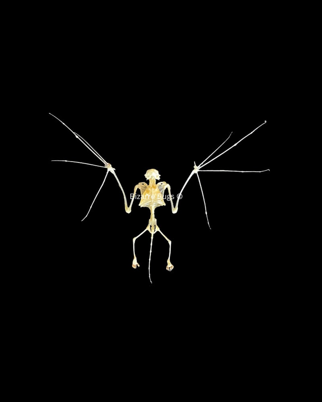 Lesser Bamboo or Lesser Flat-headed Bat Tylonycteris Pachypus - Etsy