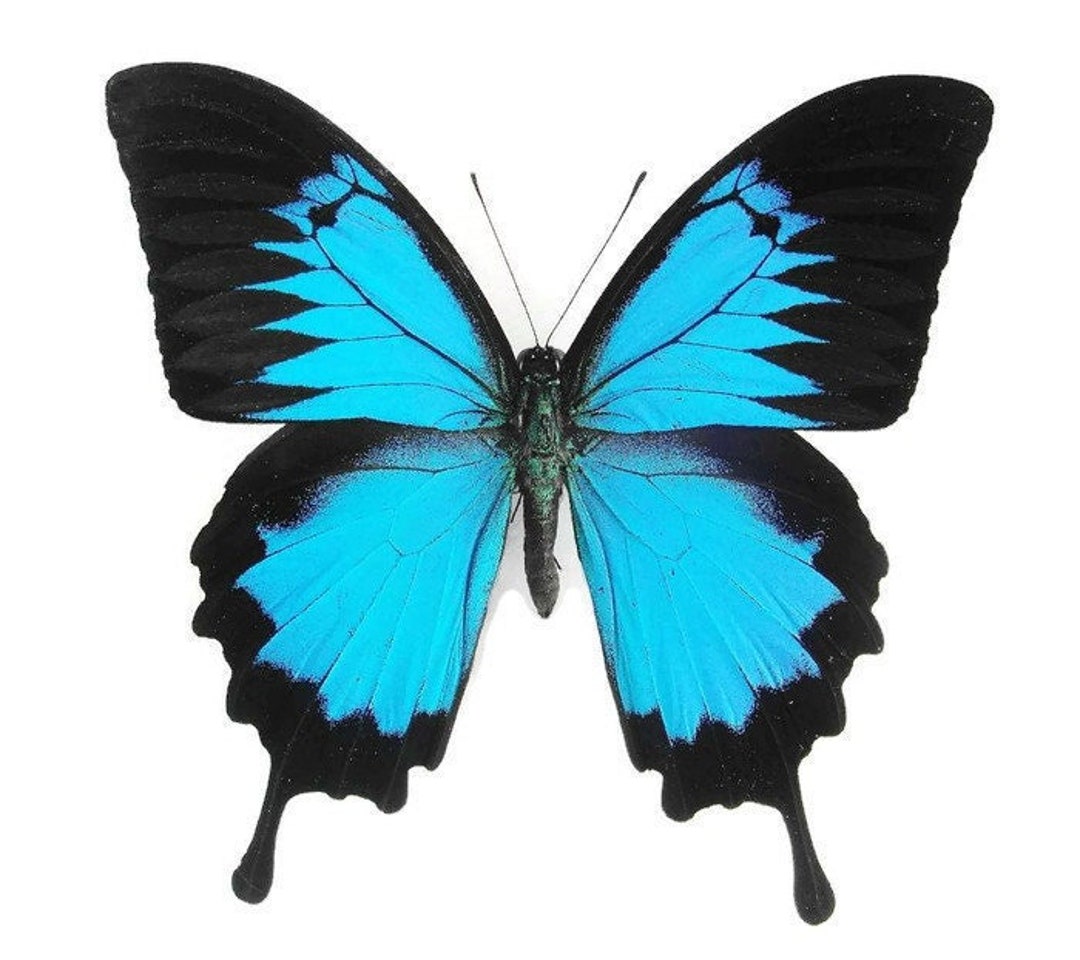 Blue Emperor Swallowtail Butterfly Papilio Ulysses Ulysses Spread or ...
