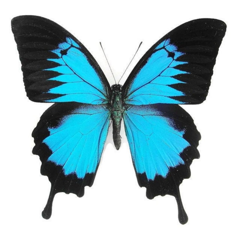 Emperor Butterfly Wings - Etsy