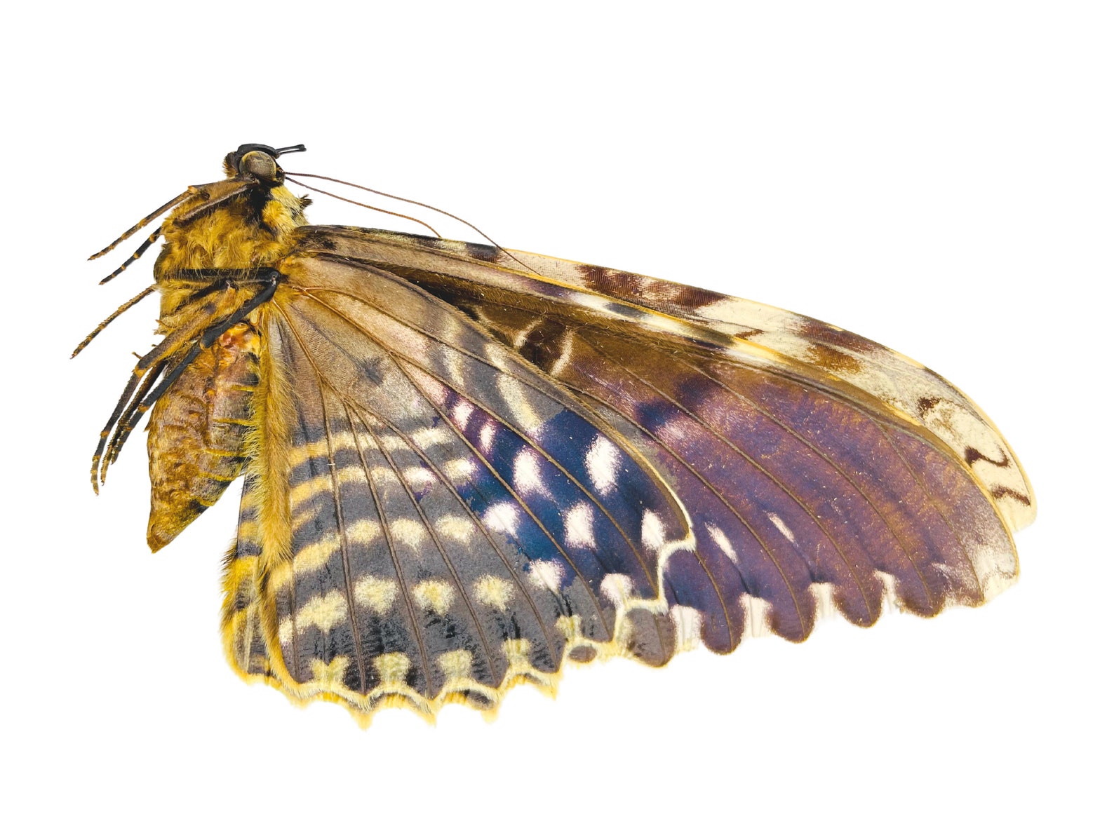 White Witch Moth Thysania Agrippina Folded Real Insect - Etsy