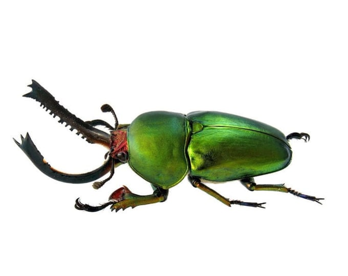 Sawtooth Stag Beetle Lamprima Adolphinae Male Real Insect 10 Pack or ...