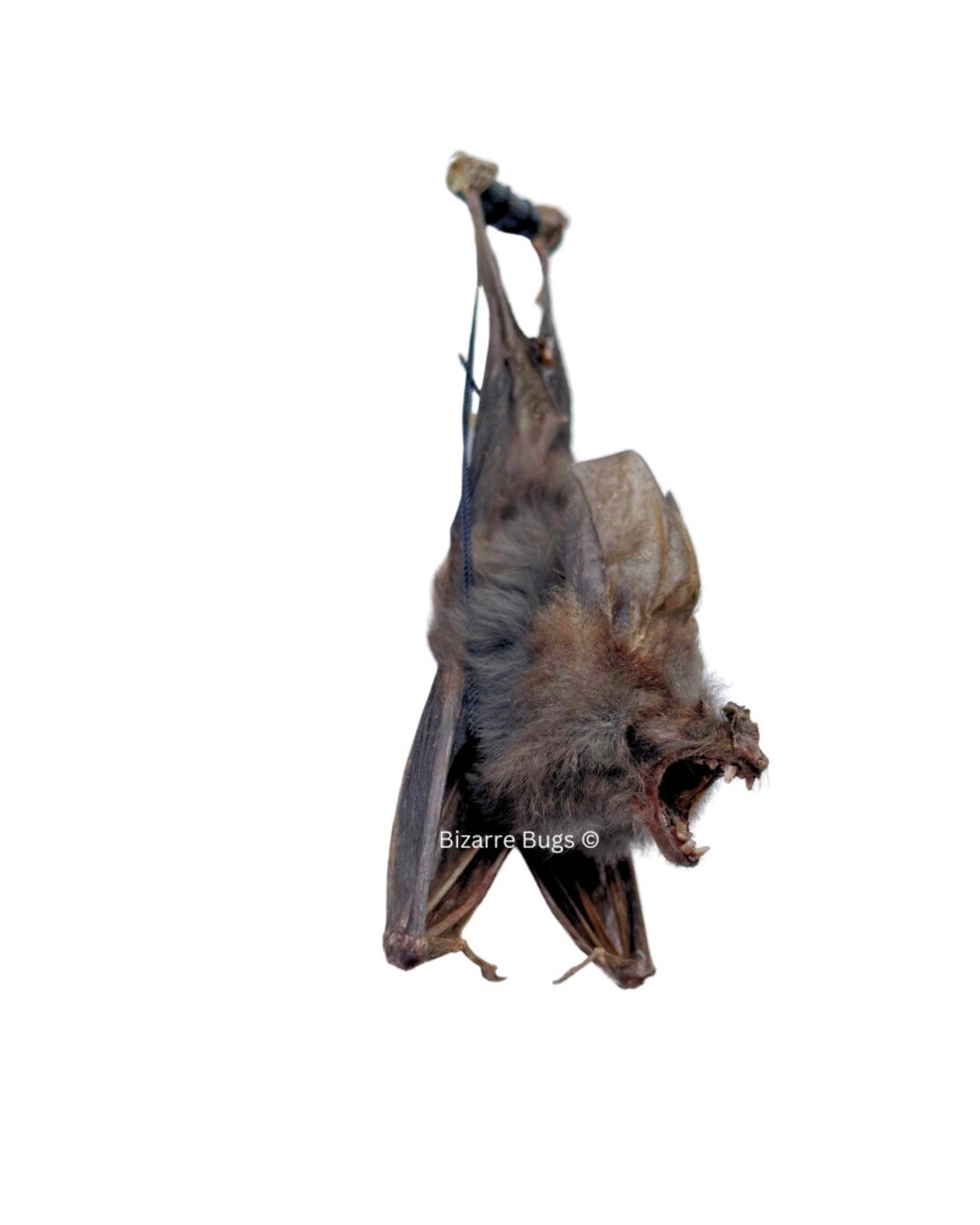 Lesser False Vampire Bat or Asian Ghost Bat Megaderma Spasma Hanging ...