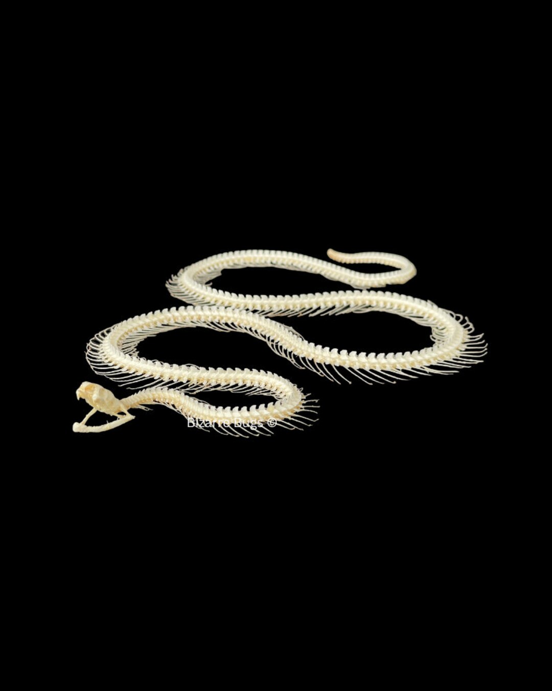 Malayan Krait or Blue Krait Venomous Snake Bungarus Candidus Skeleton ...