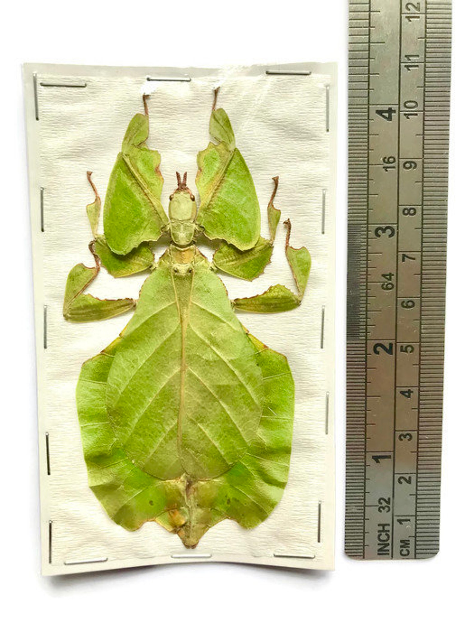 Leaf Insect Phyllium Bioculatum Pulchrifolium Green Female A2 | Etsy