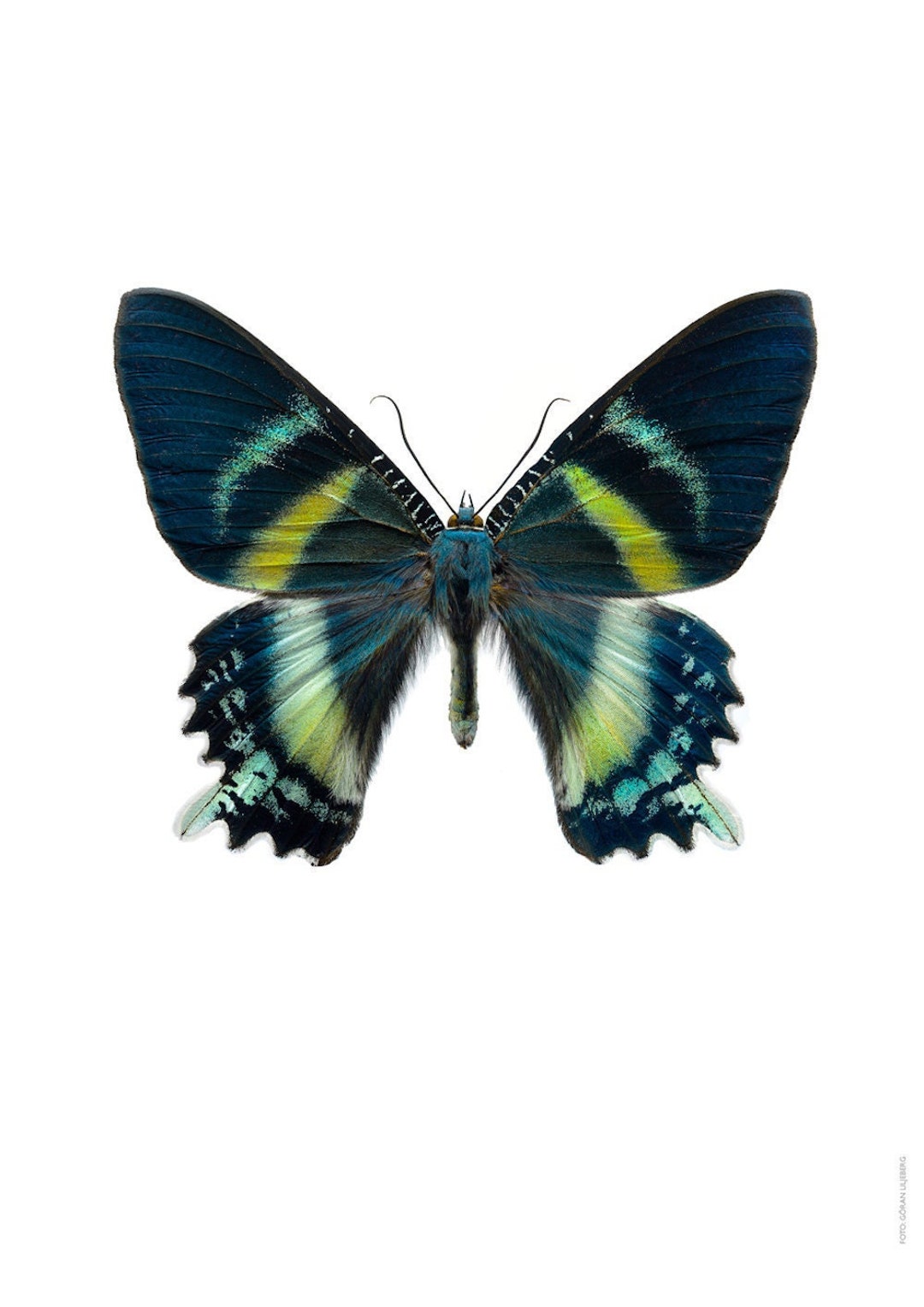 Swallowtail Day-flying Moth Alcides Orontes Real Insect Male Spread or ...