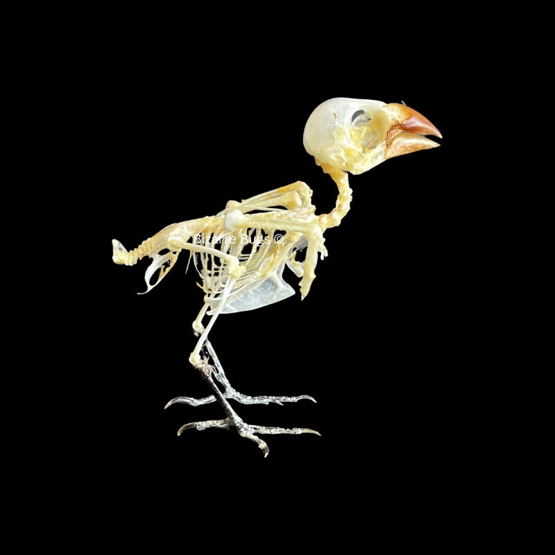 Bird Taxidermy - Etsy