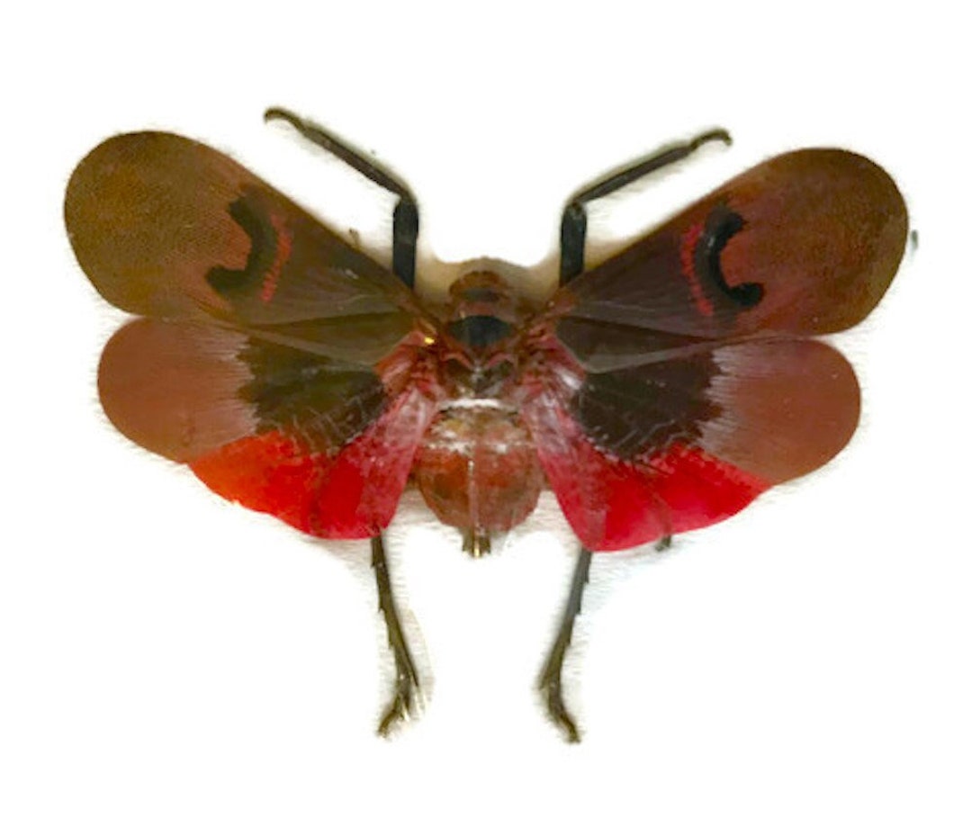 Lanternfly Lanthorn Fly Scamandra Collaris Real Insect Spread - Etsy