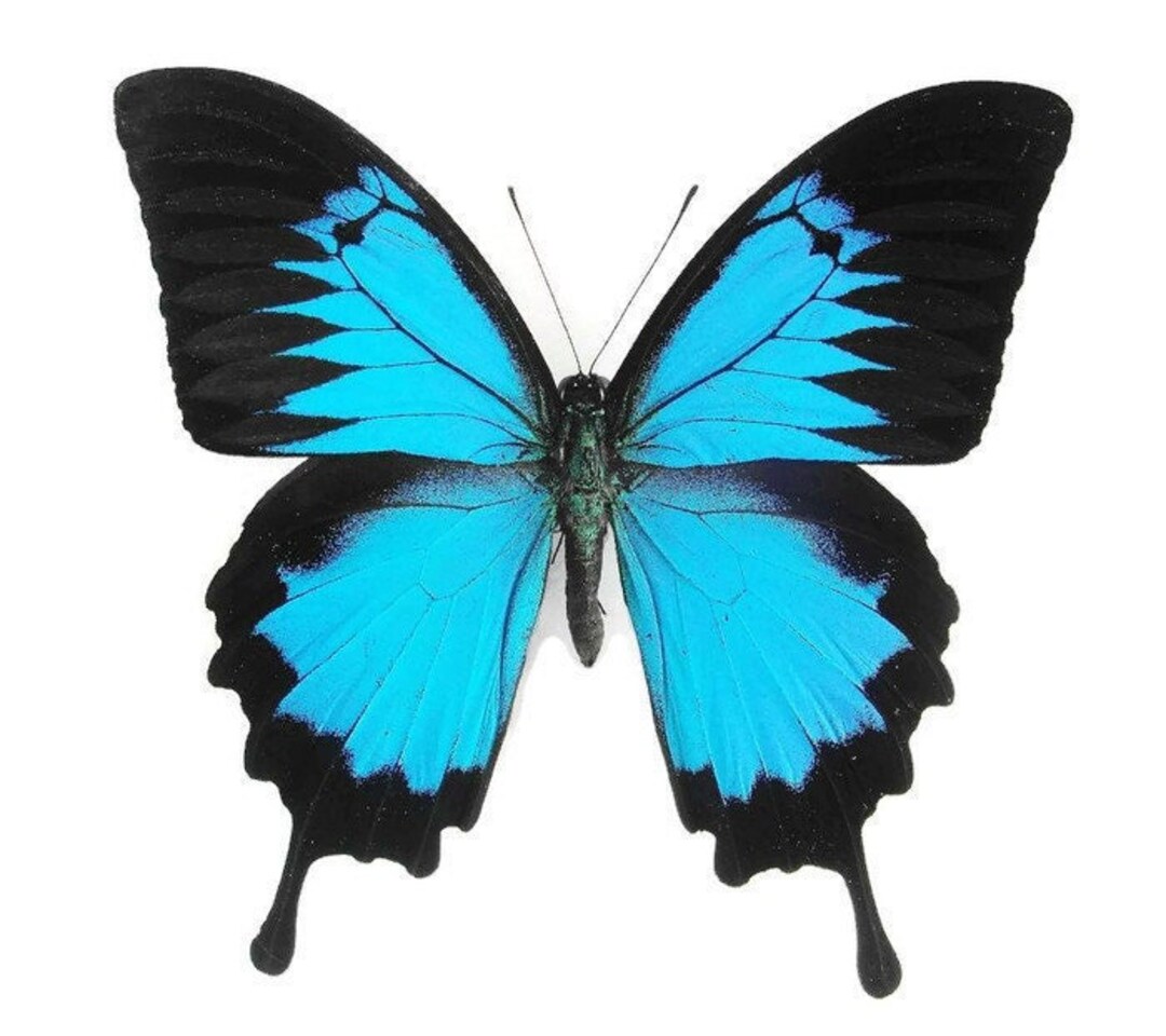 Blue Emperor Swallowtail Butterfly Papilio Ulysses Ulysses - Etsy