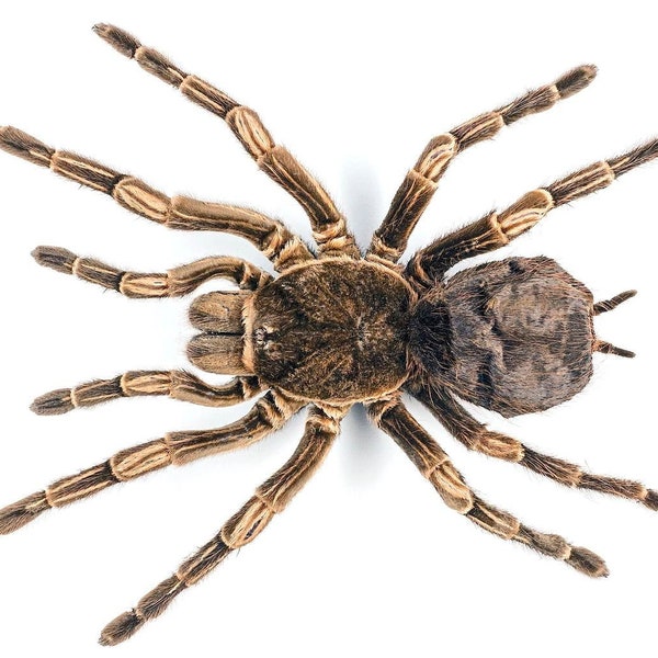 Preserved Tarantulas - Etsy