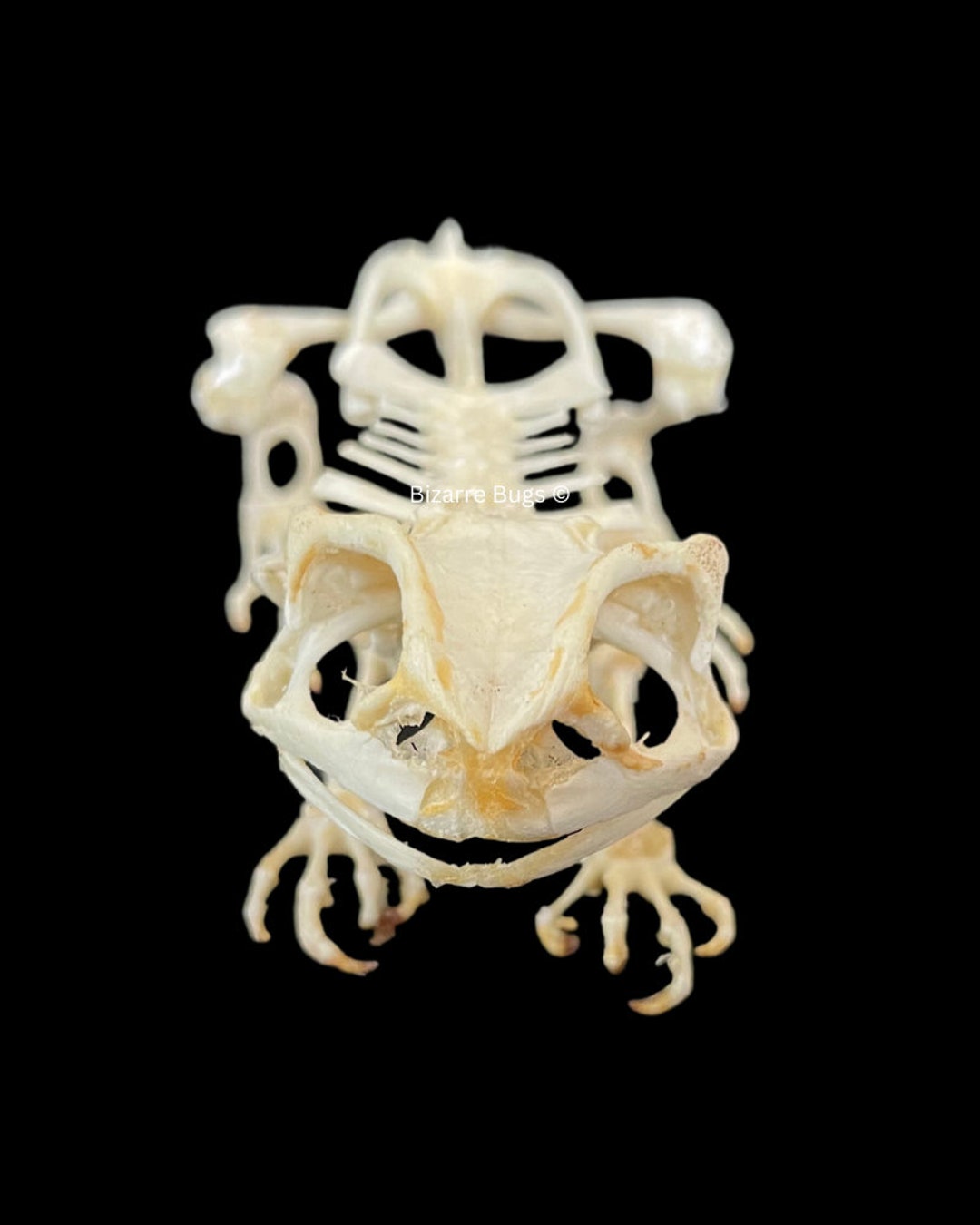 Asian Common Toad Duttaphrynus Melanostictus Sitting Skeleton Real ...