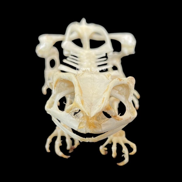 Skeleton Taxidermy - Etsy