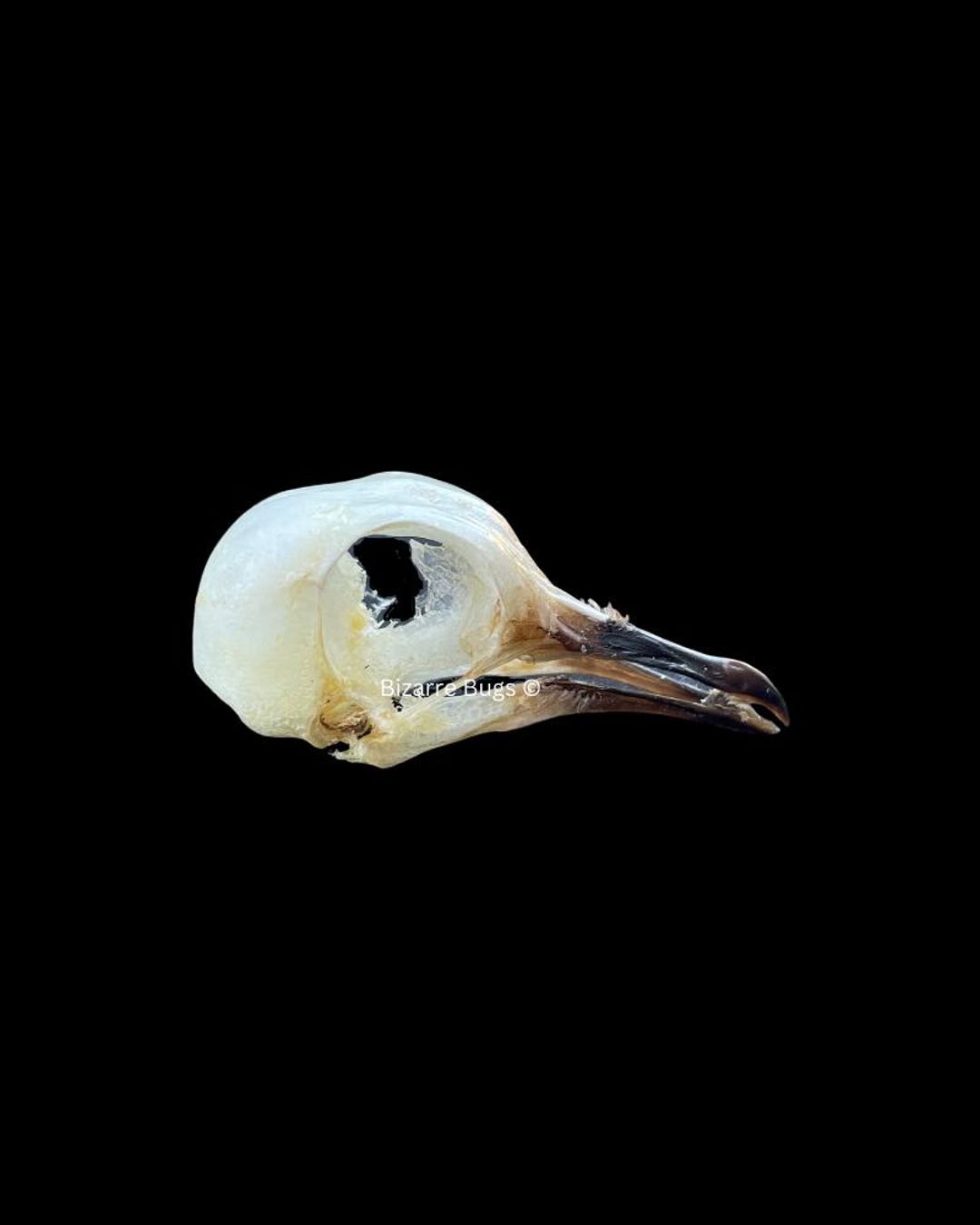 Spotted Dove Spilopelia Chinensis Skull Real Preserved Taxidermy Bones ...