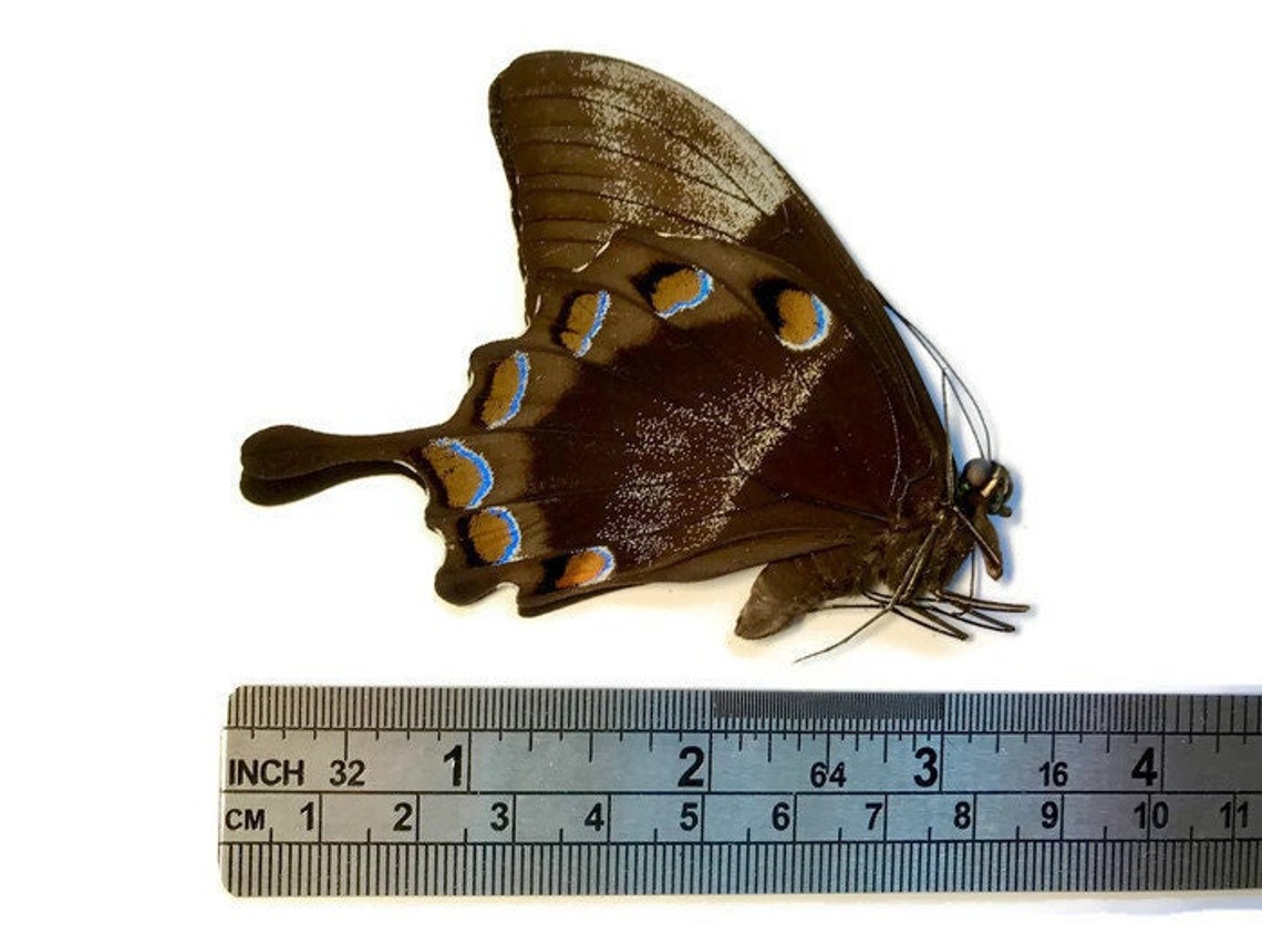 Blue Emperor Swallowtail Butterfly Papilio Ulysses Ulysses Spread or ...