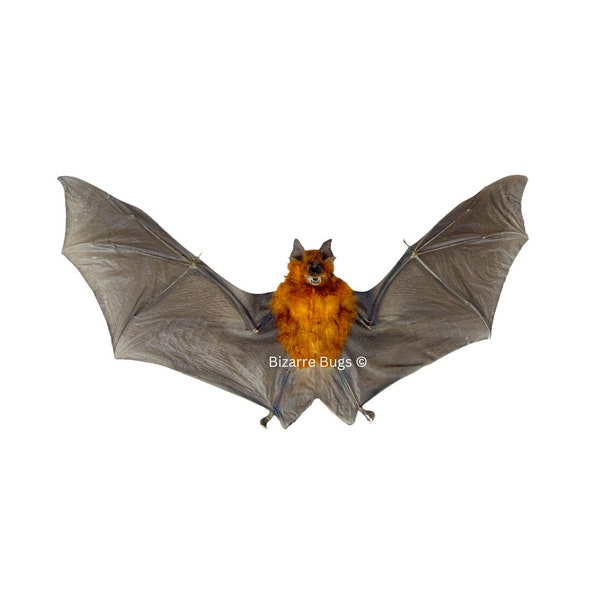 Bat Taxidermy - Etsy