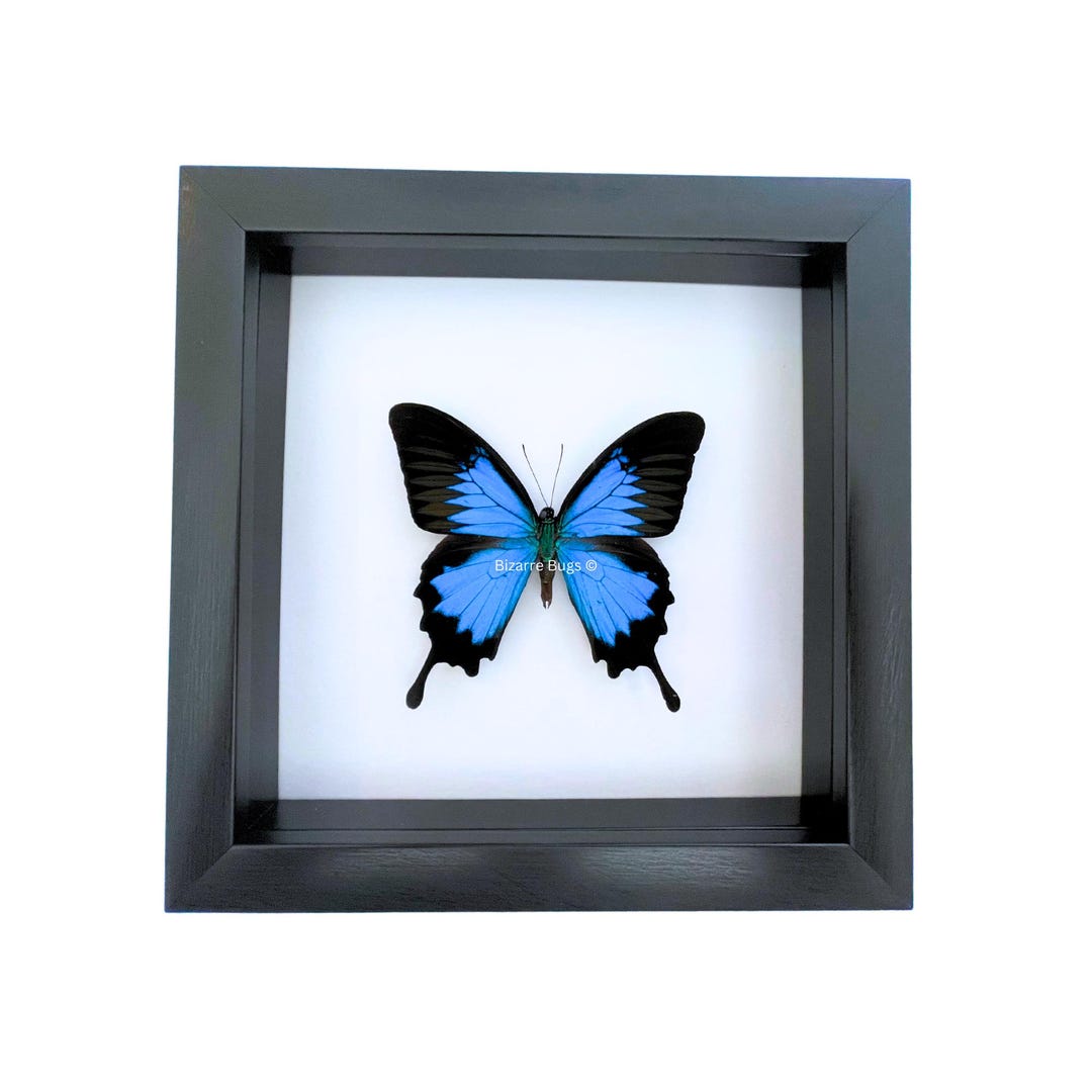 Blue Emperor Swallowtail Butterfly Papilio Ulysses Ulysses Framed ...