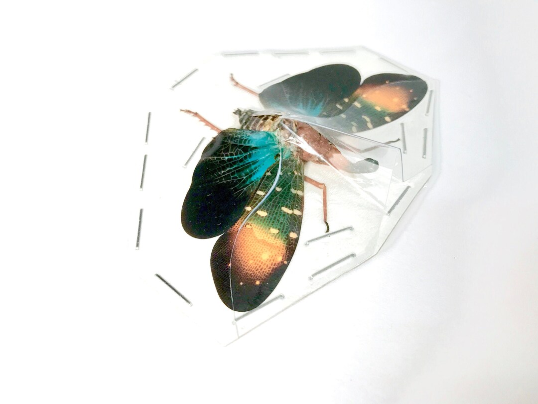 Lanternfly Lanternbug Planthopper Pyrops Gunjii Spread Real Insect ...