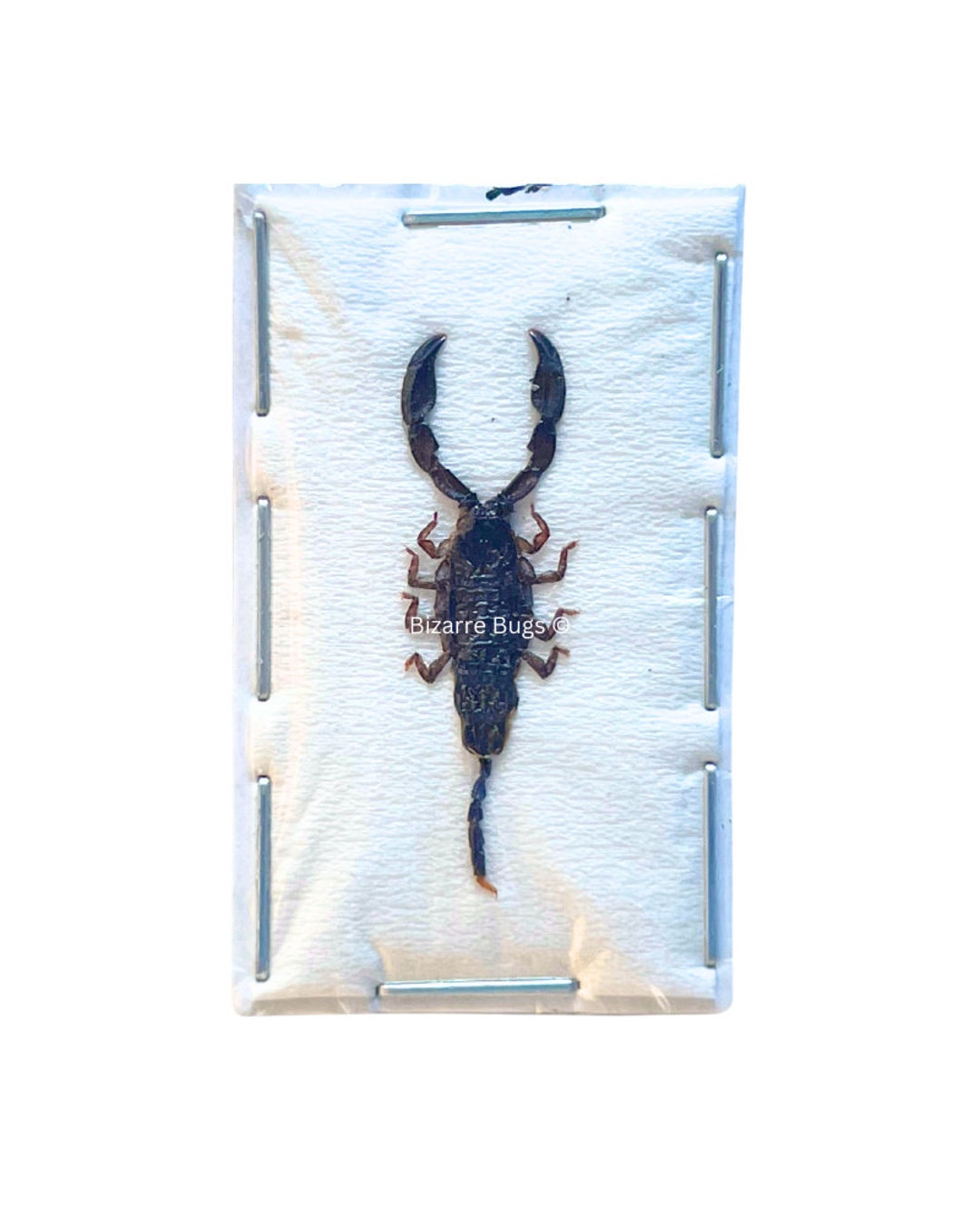 Dwarf Wood Scorpion Liocheles Australasiae Real Preserved - Etsy