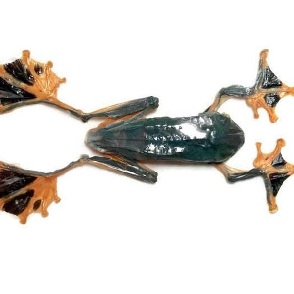 Real Frog - Etsy